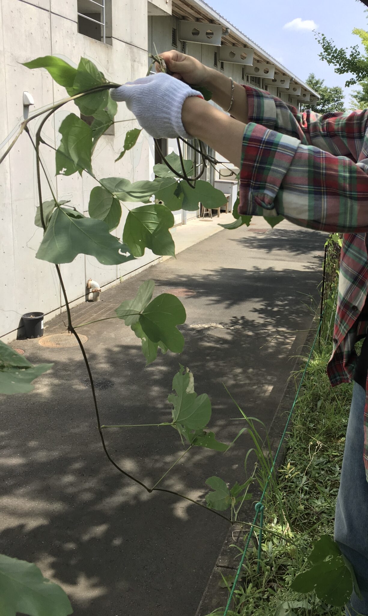 Kuzu, an edible plant which is an amazing material for textile as well ...