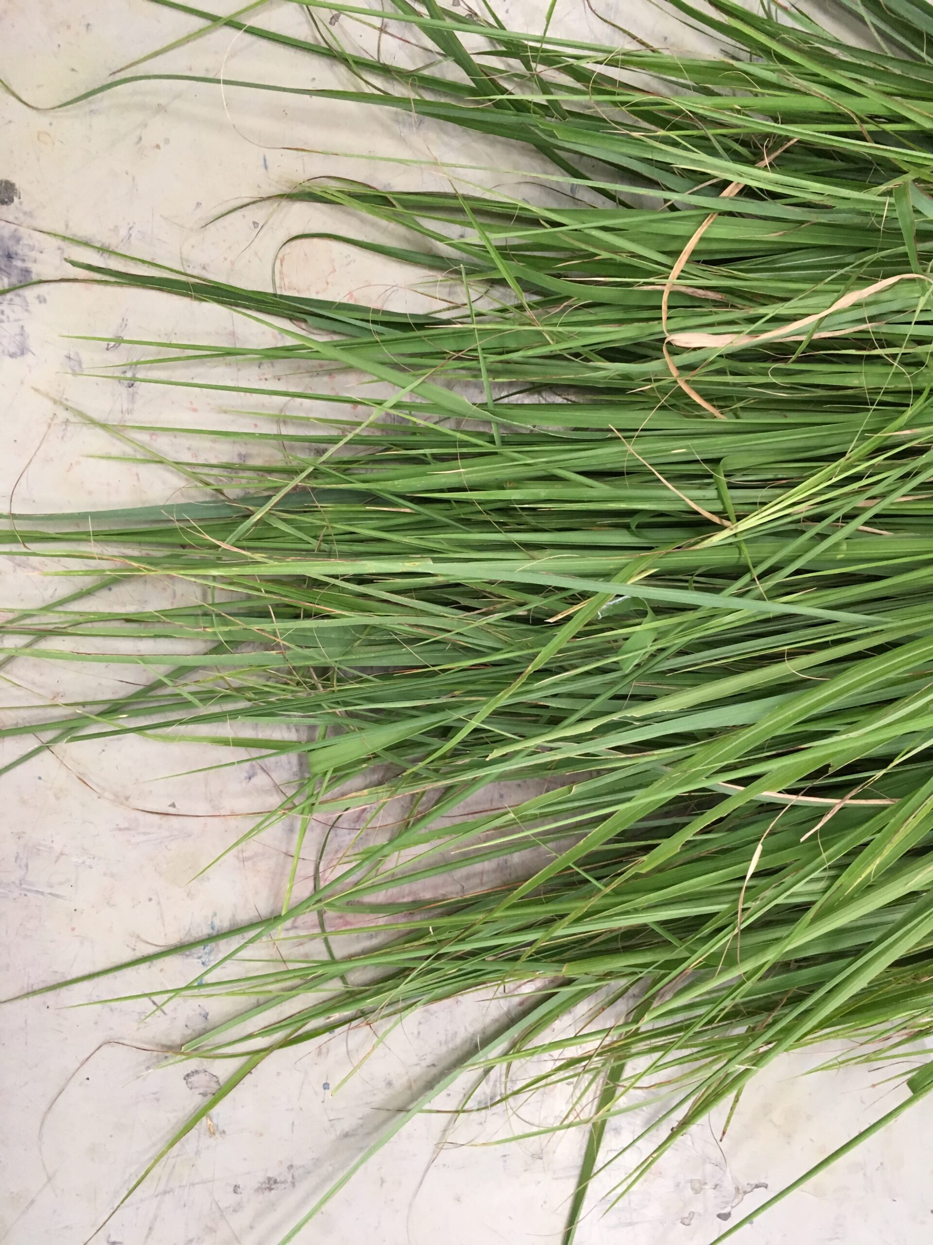 Kuzu, an edible plant which is an amazing material for textile as well ...