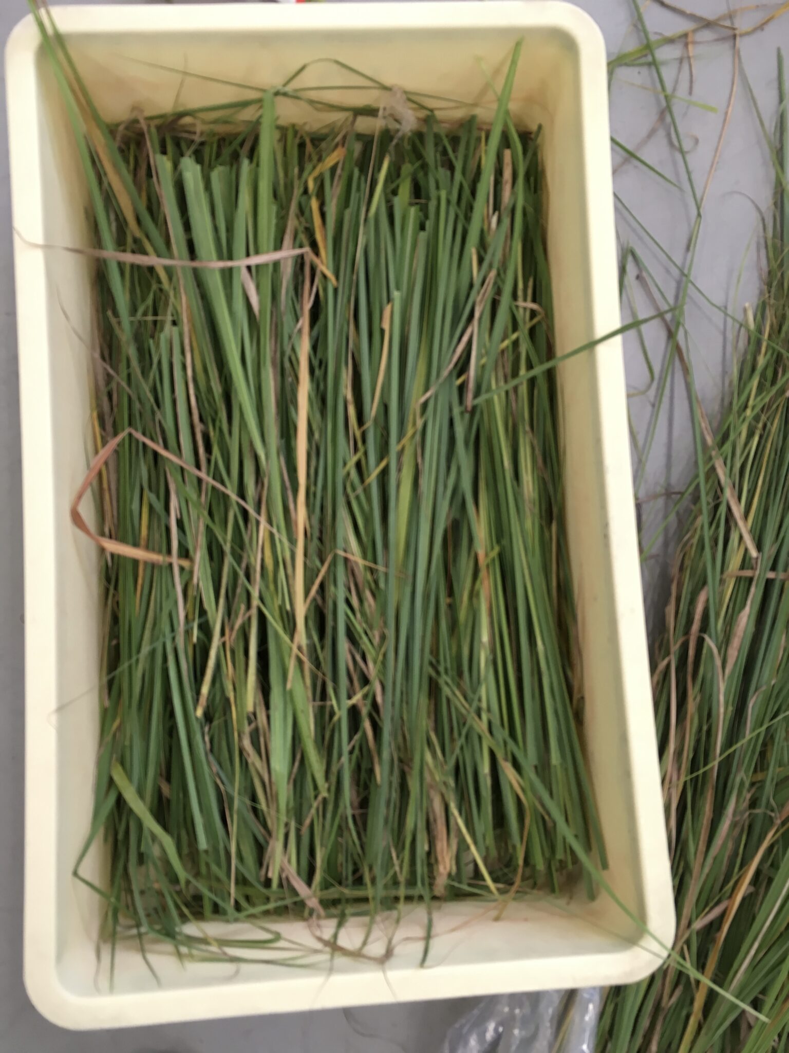 Kuzu, an edible plant which is an amazing material for textile as well ...