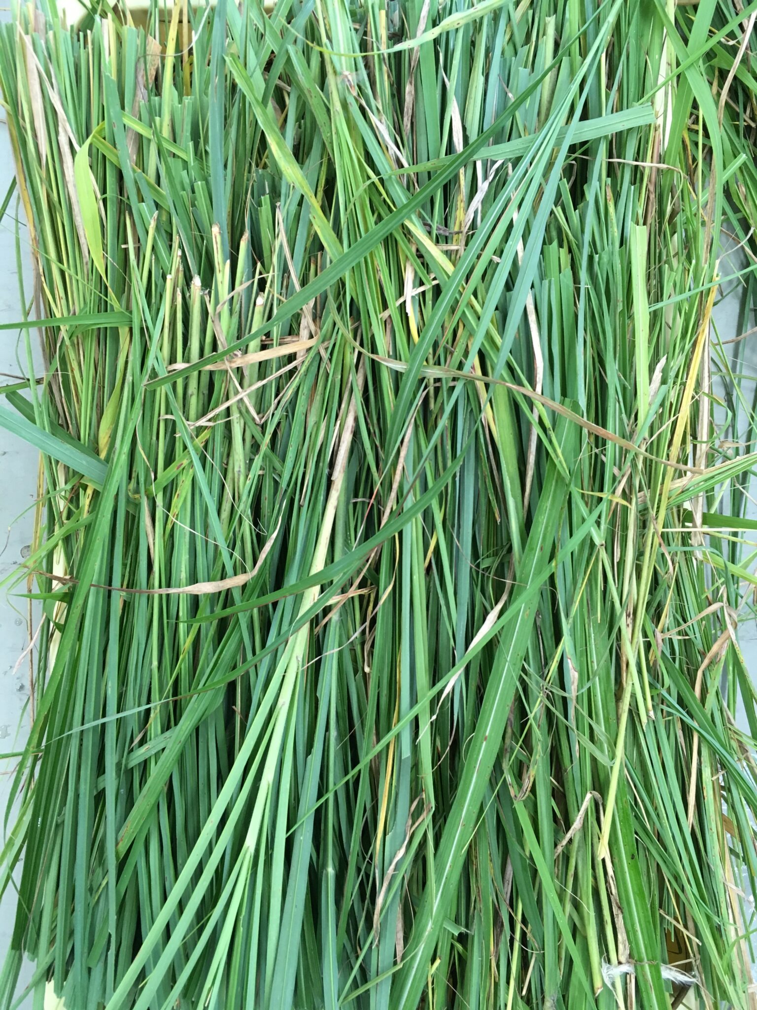 Kuzu, an edible plant which is an amazing material for textile as well ...